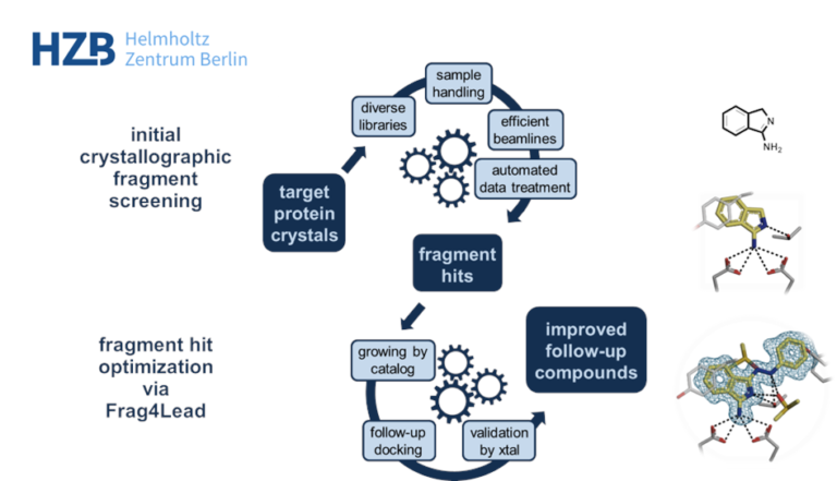 Crystallographic Fragment Screening at BESSY II — From Hits to Improved ...