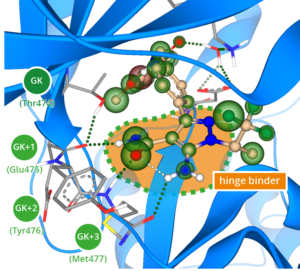 Hinge Binder Collection For Kinase Inhibitor Design